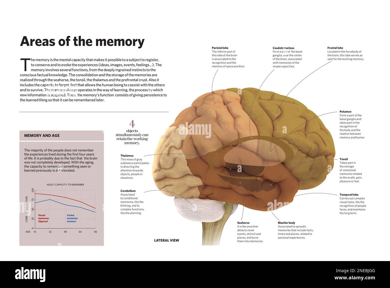 Infographic about the areas of the memory and the different functions ...