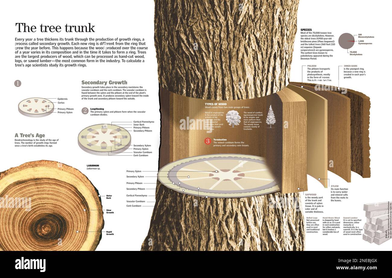 Infographic of the parts of a tree trunk and how it grows. [QuarkXPress ...