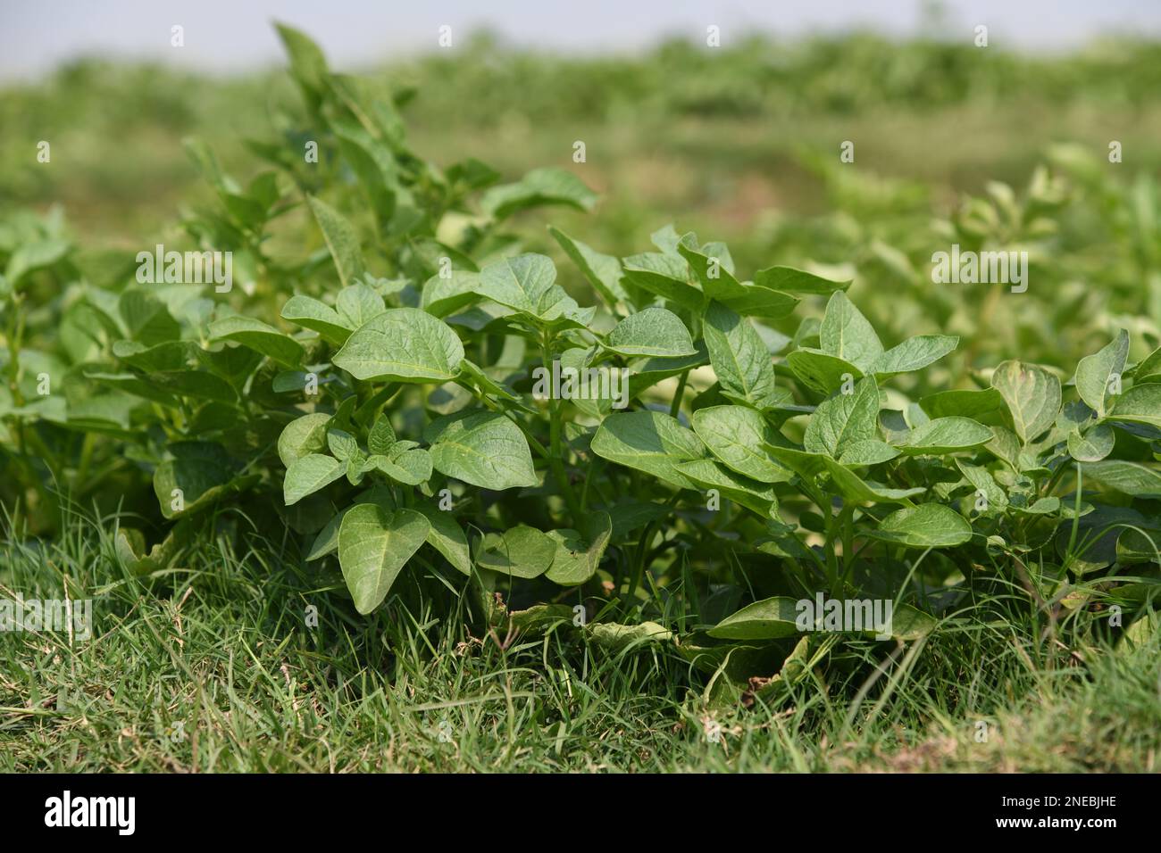 Potato days hi-res stock photography and images - Alamy