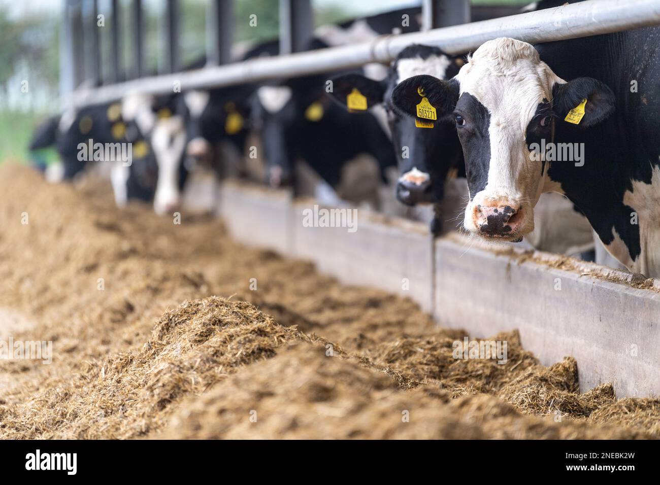 Housed Dairy cattle eating a grass based total mix ration, Cumbria, UK ...