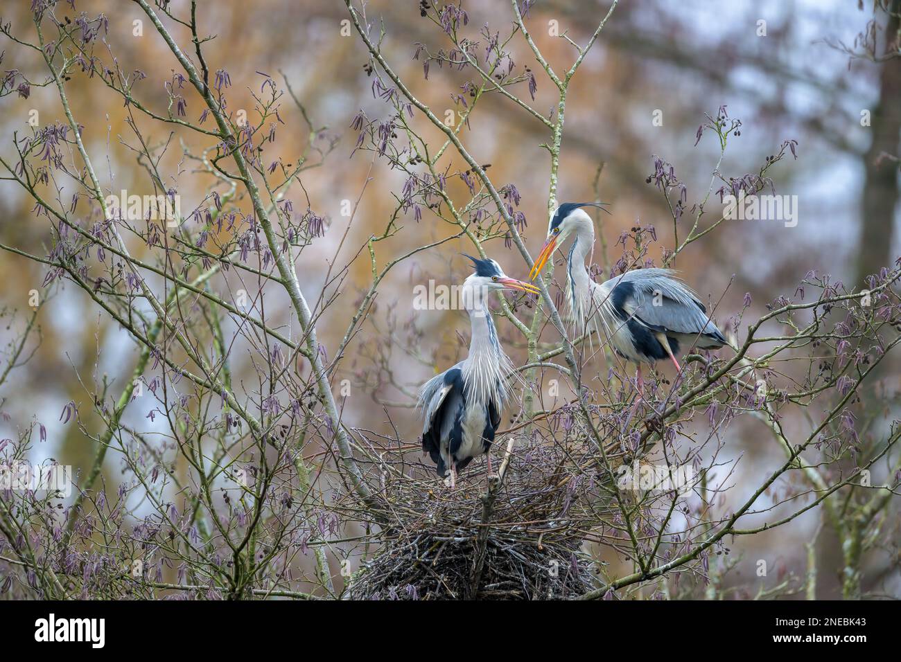 A nest-building couple of Grey Herons (ardea cinerea) build their large ...