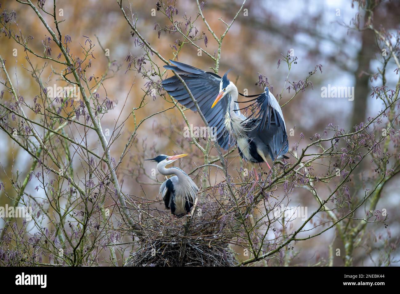 A nest-building couple of Grey Herons (ardea cinerea) build their large ...