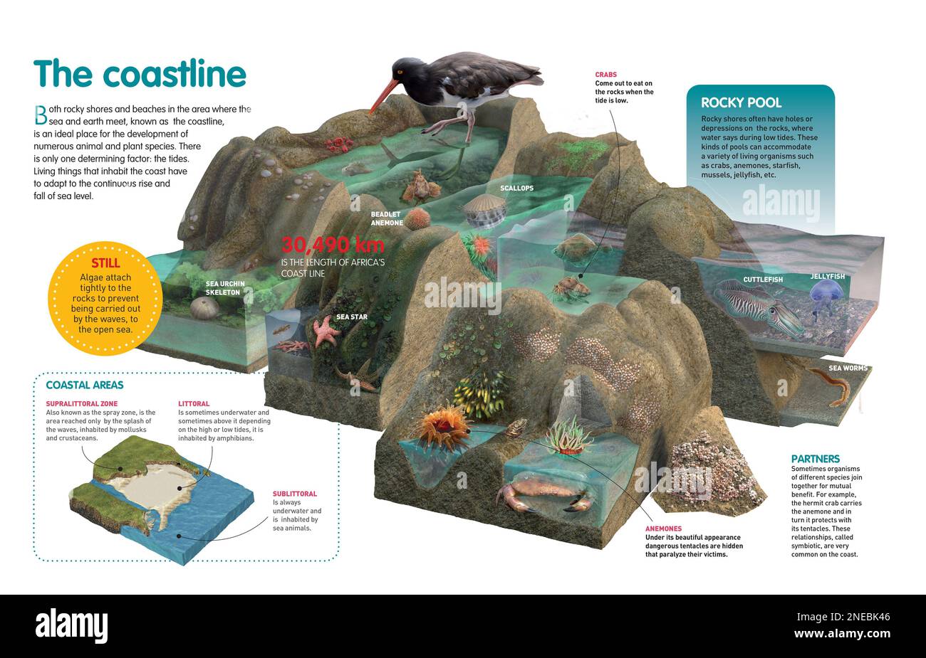 Infographic that describes the ecosystem of the marine coastline ...