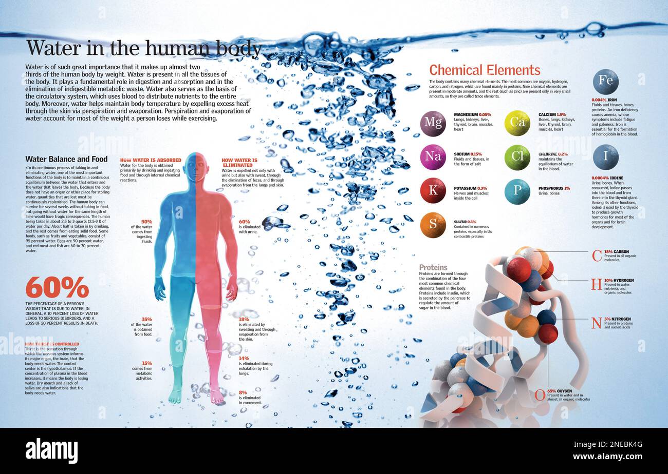 Infographic of the importance of water for the human organism, its ...