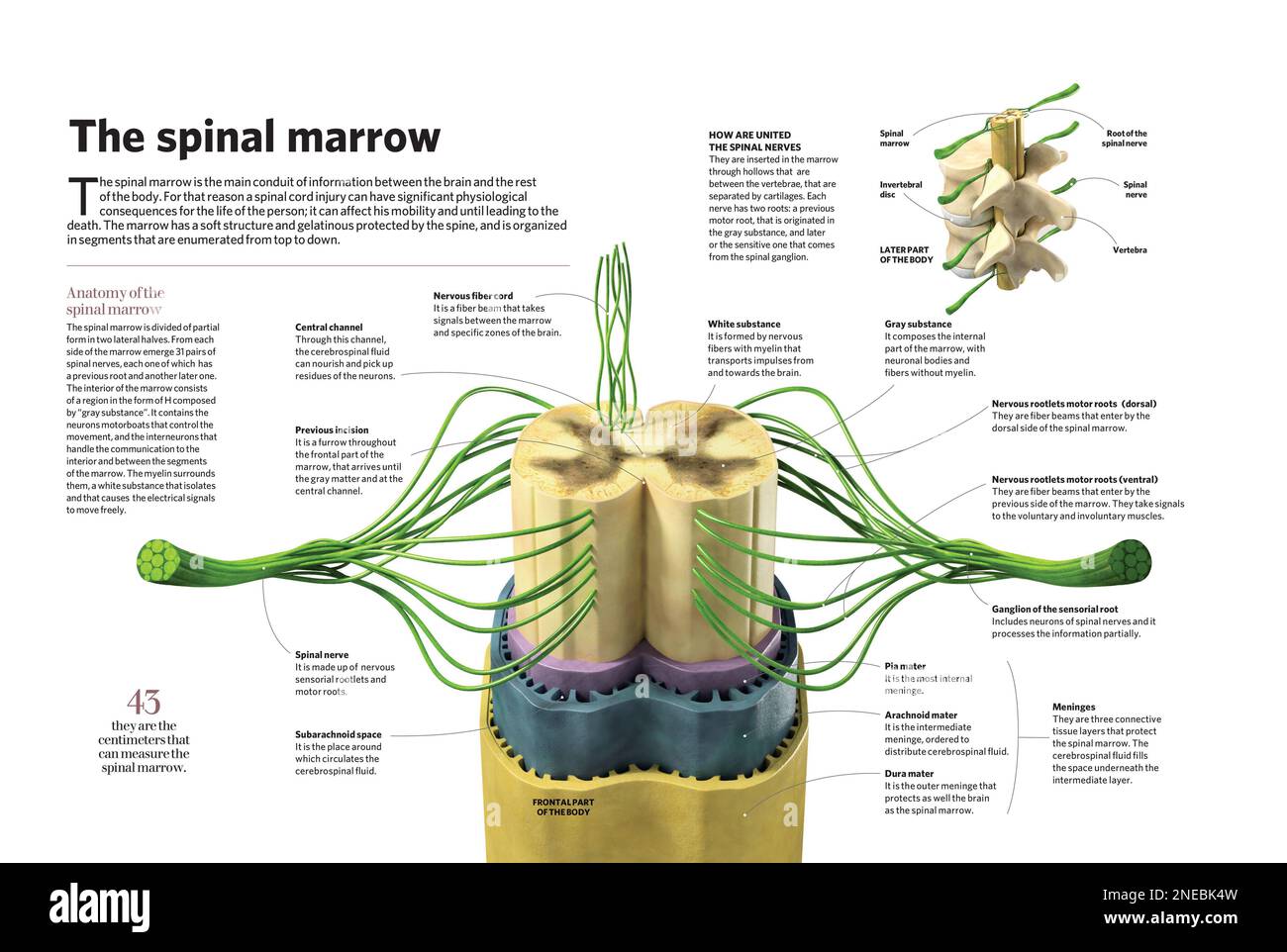 Infographic about the spinal cord, the main information duct between ...