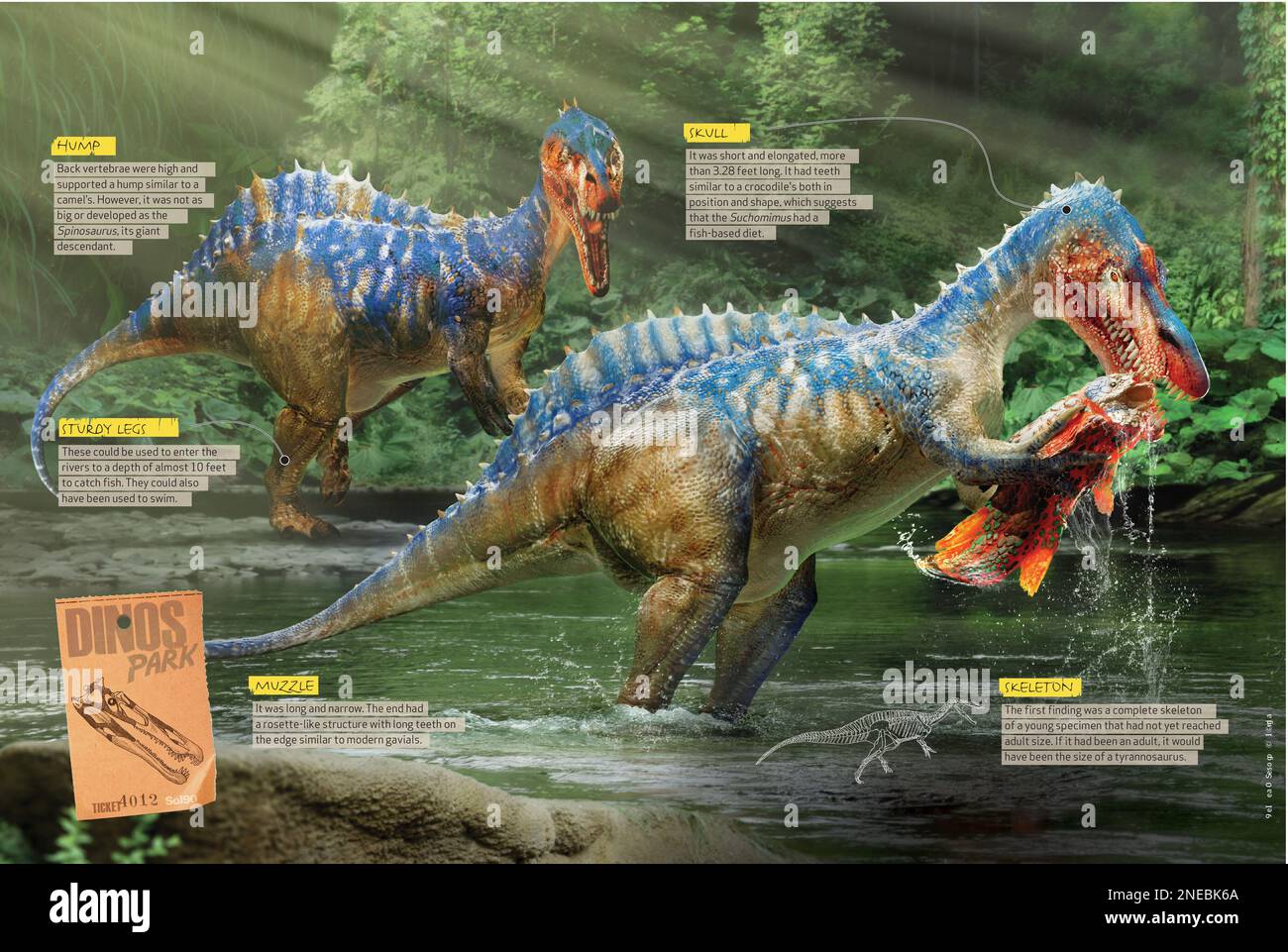 Anatomy of the suchomimus hi-res stock photography and images - Alamy