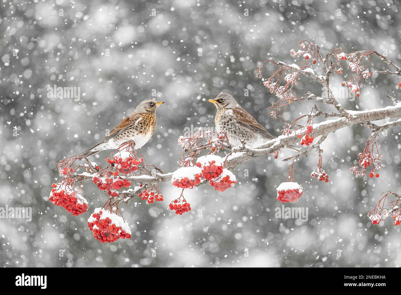 Fieldfare turdus pilaris flock hi-res stock photography and images - Alamy