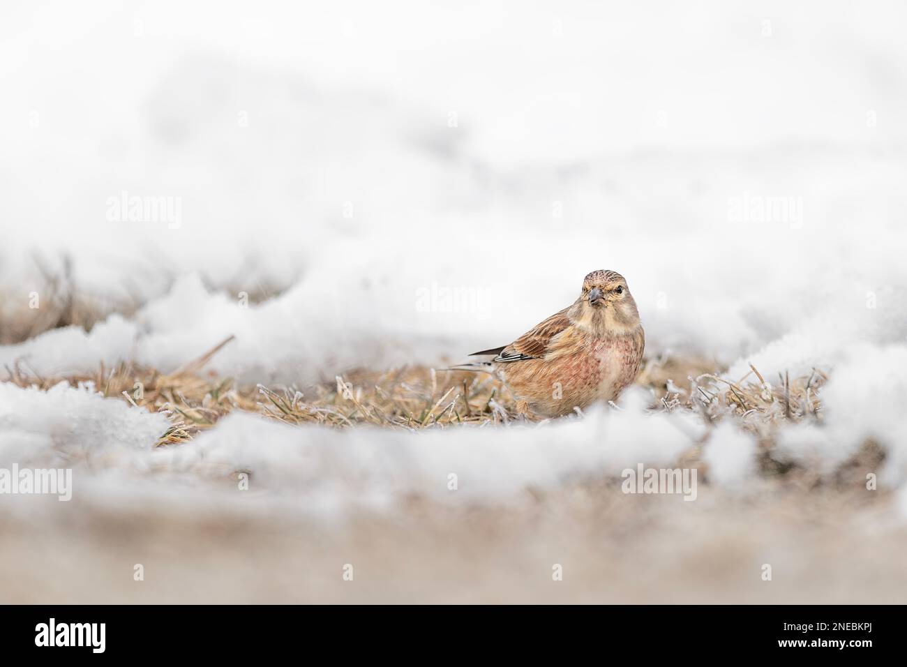 Linnet bird wallpaper hi-res stock photography and images - Alamy