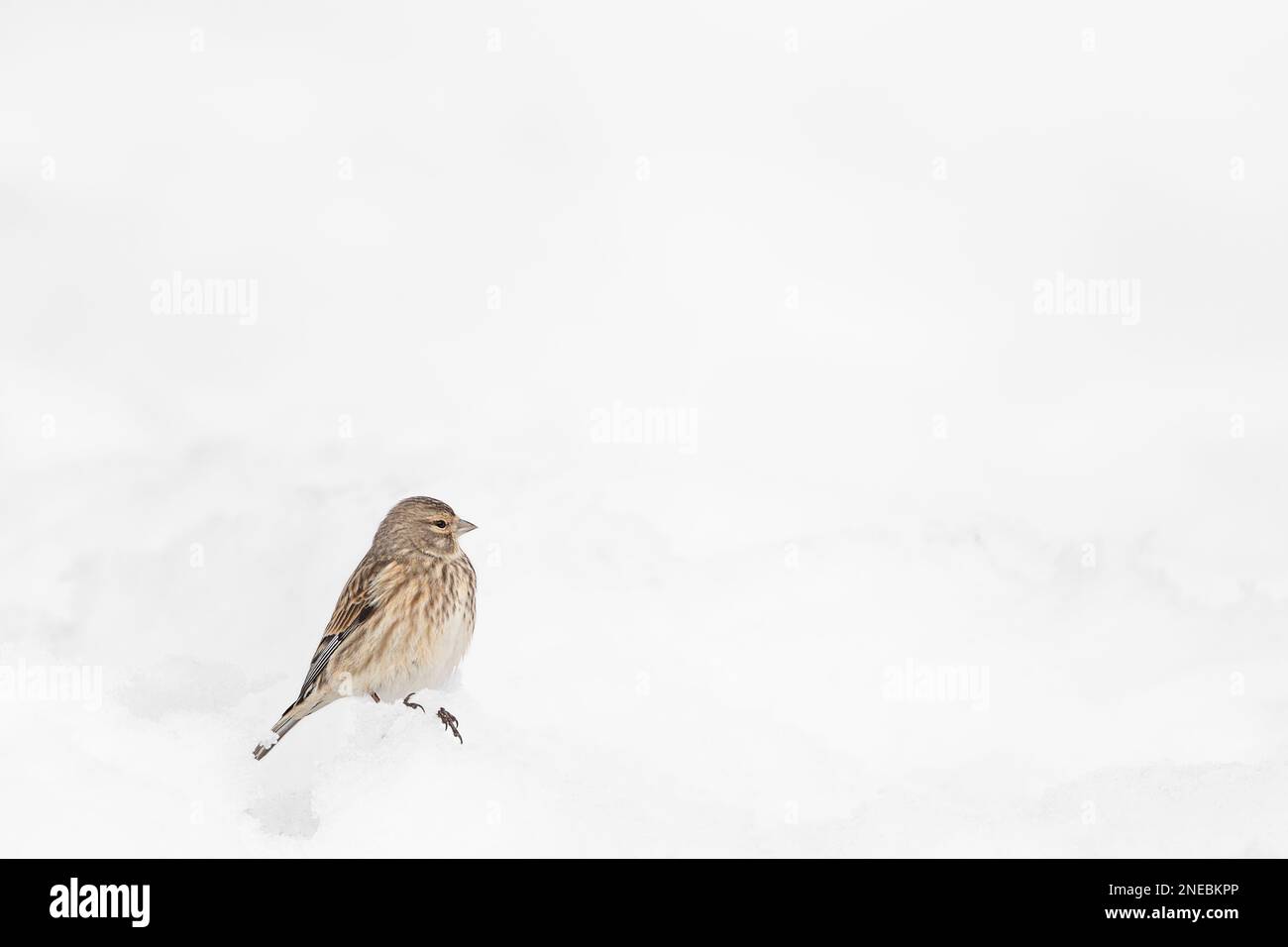 Linnet bird wallpaper hi-res stock photography and images - Alamy