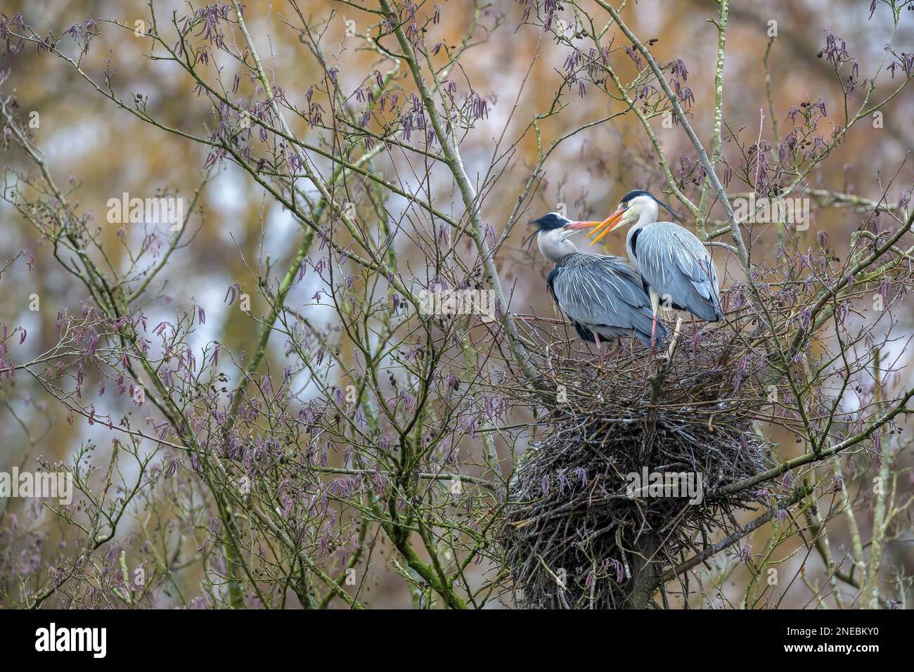 A nest-building couple of Grey Herons (ardea cinerea) build their large ...