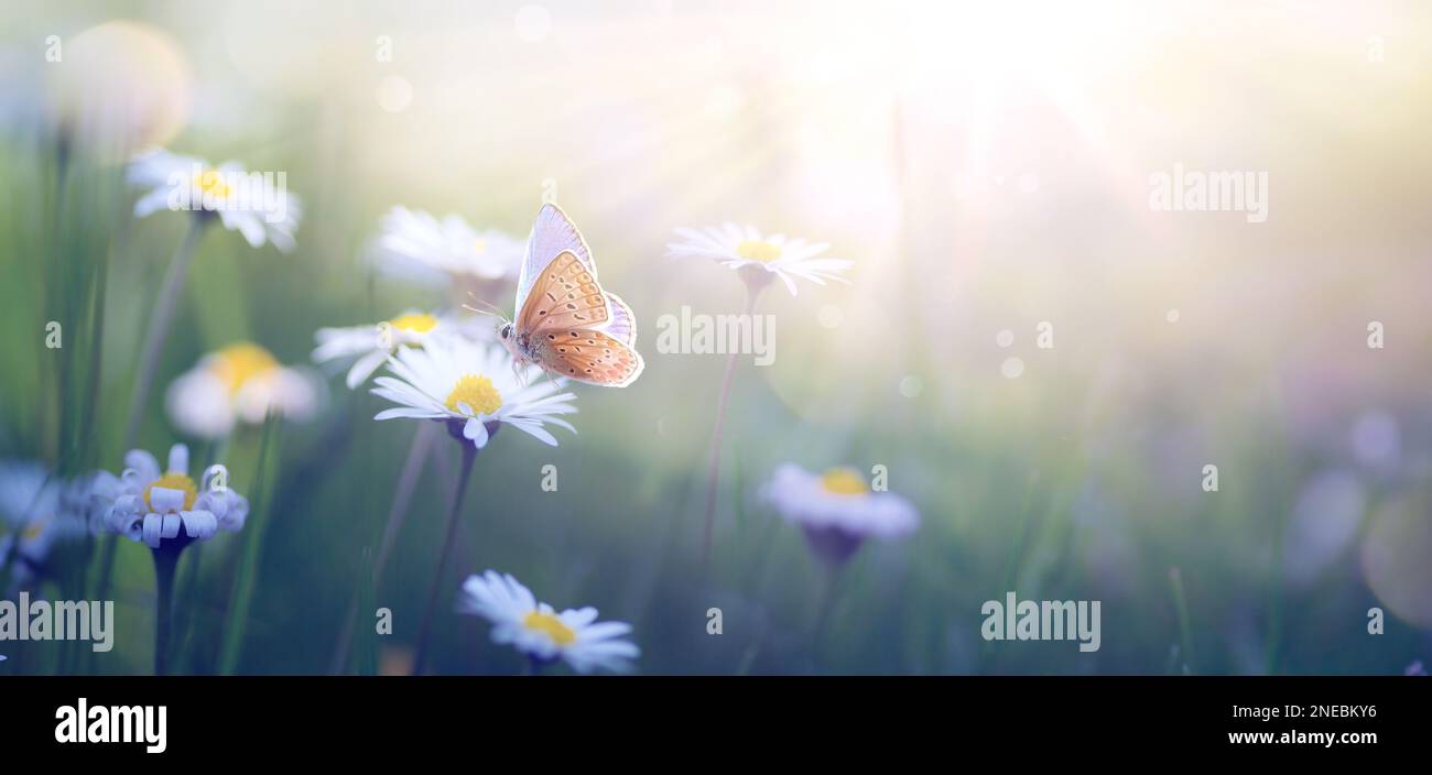 Beautiful Butterfly on a delicate white spring flower in spring in the ...