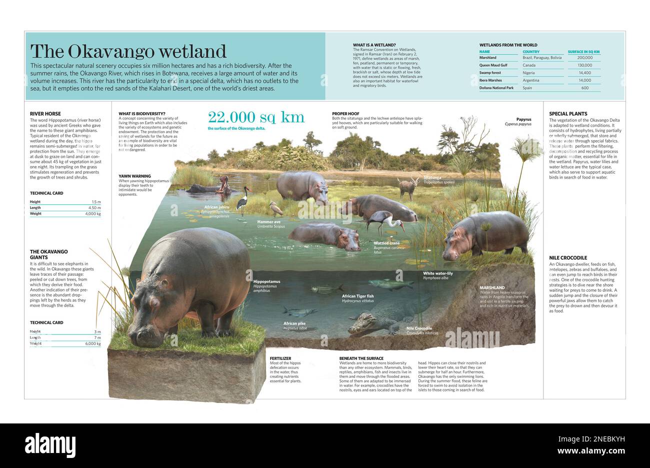 Infographic of the wetland ecosystem of the Okavango River in Botswana ...