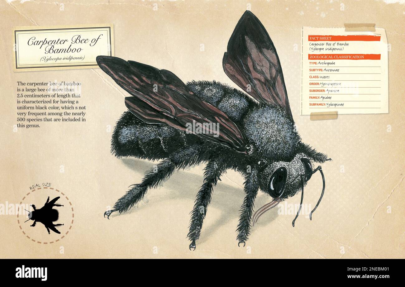 Fact sheet and zoological classification of Carpenter Bee of Bamboo ...