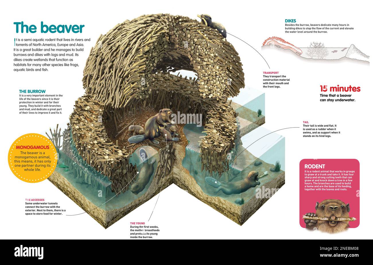 Infographic that describes the construction of the beavers burrow ...