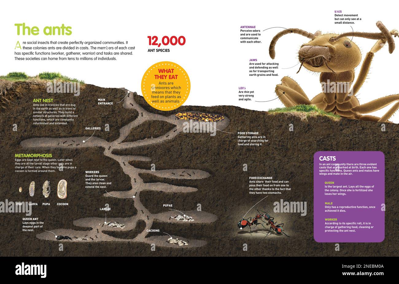 Infographic about ants and their social organization in the ant’s nest ...