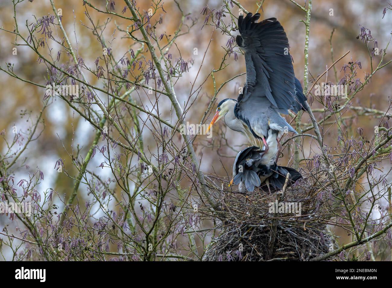 Grey Herons mating on their newly built nest, high in a tree in Kent ...