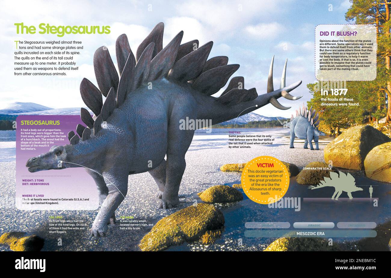 Infographic of the Stegosaurus dinosaur that lived in the Jurassic ...