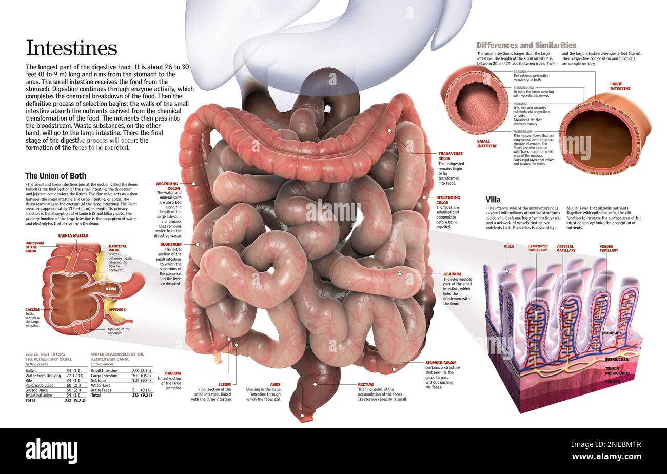 Parts Of Small Intestine And Functions Parts Of Small Intestine And Functions