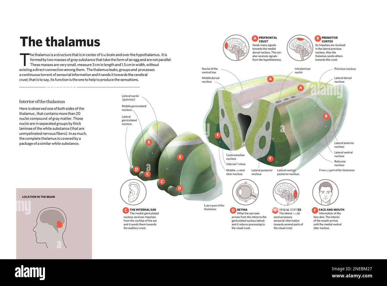 Infographic about the thalamus, the structure that influences in the ...