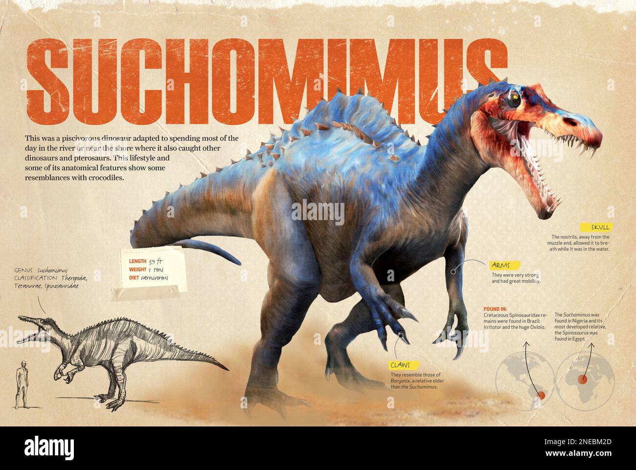 Infographics about the Suchomimus, a piscivorous dinosaur from the ...