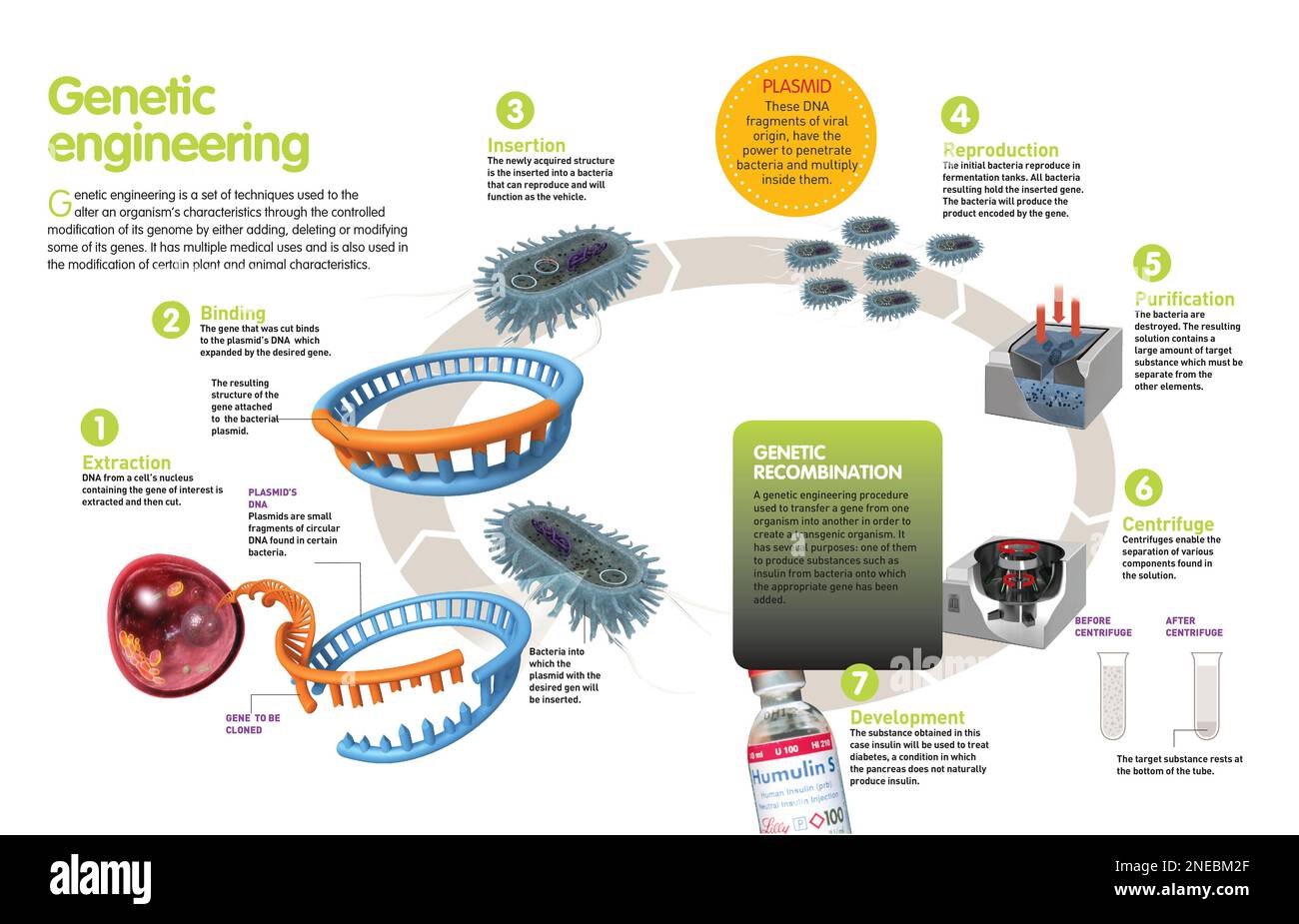 Infographic about genetic engineering, and how, with it, insulin can be ...