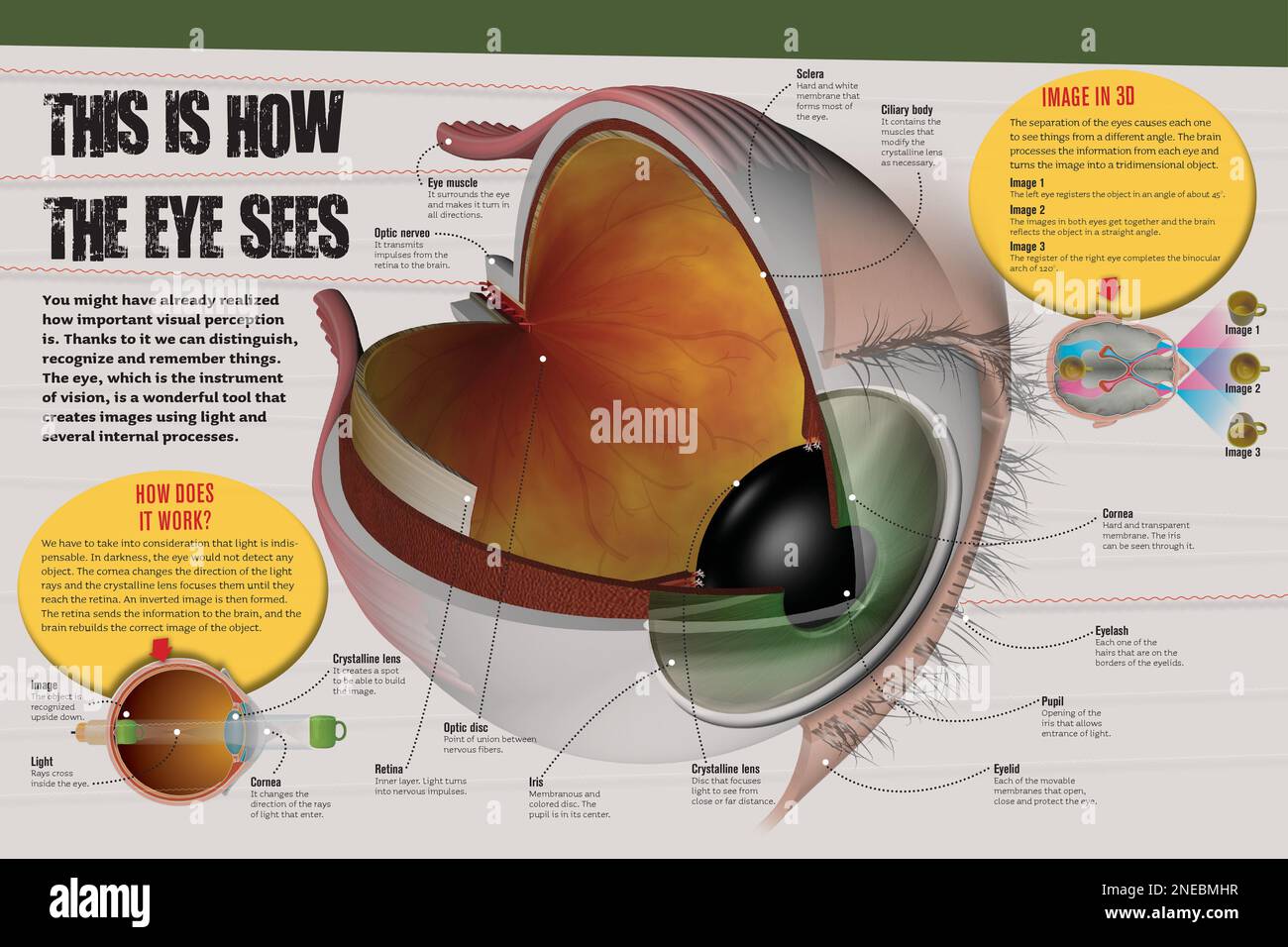 Infographic of the human eye. [Adobe InDesign (.indd); 4960x3307] Stock ...