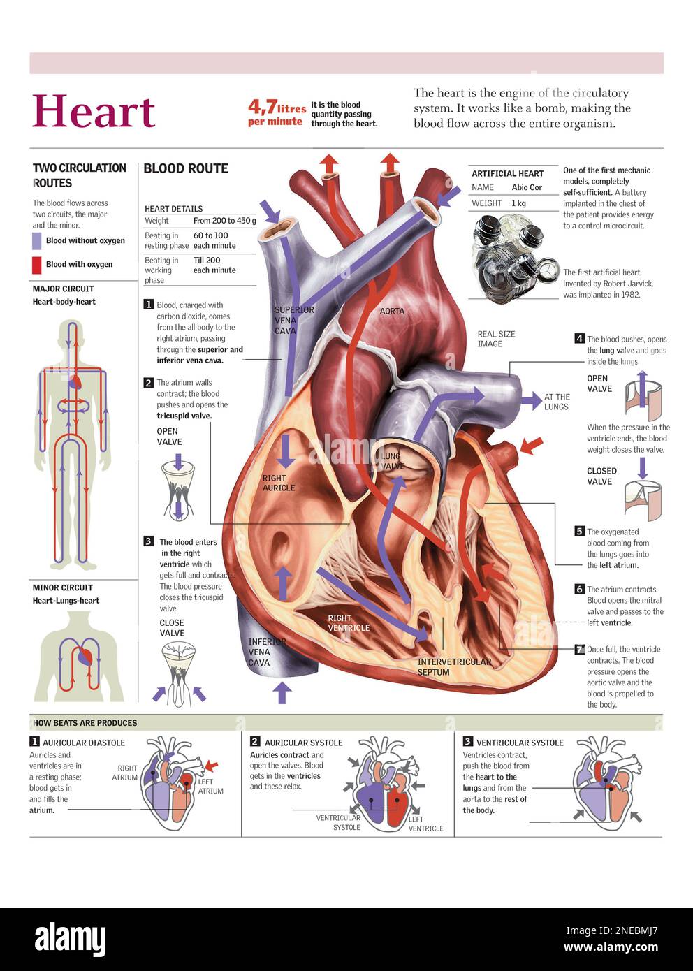 Infographics Of The Parts And Functioning Of The Heart Adobe Illustrator Ai 2480x3248