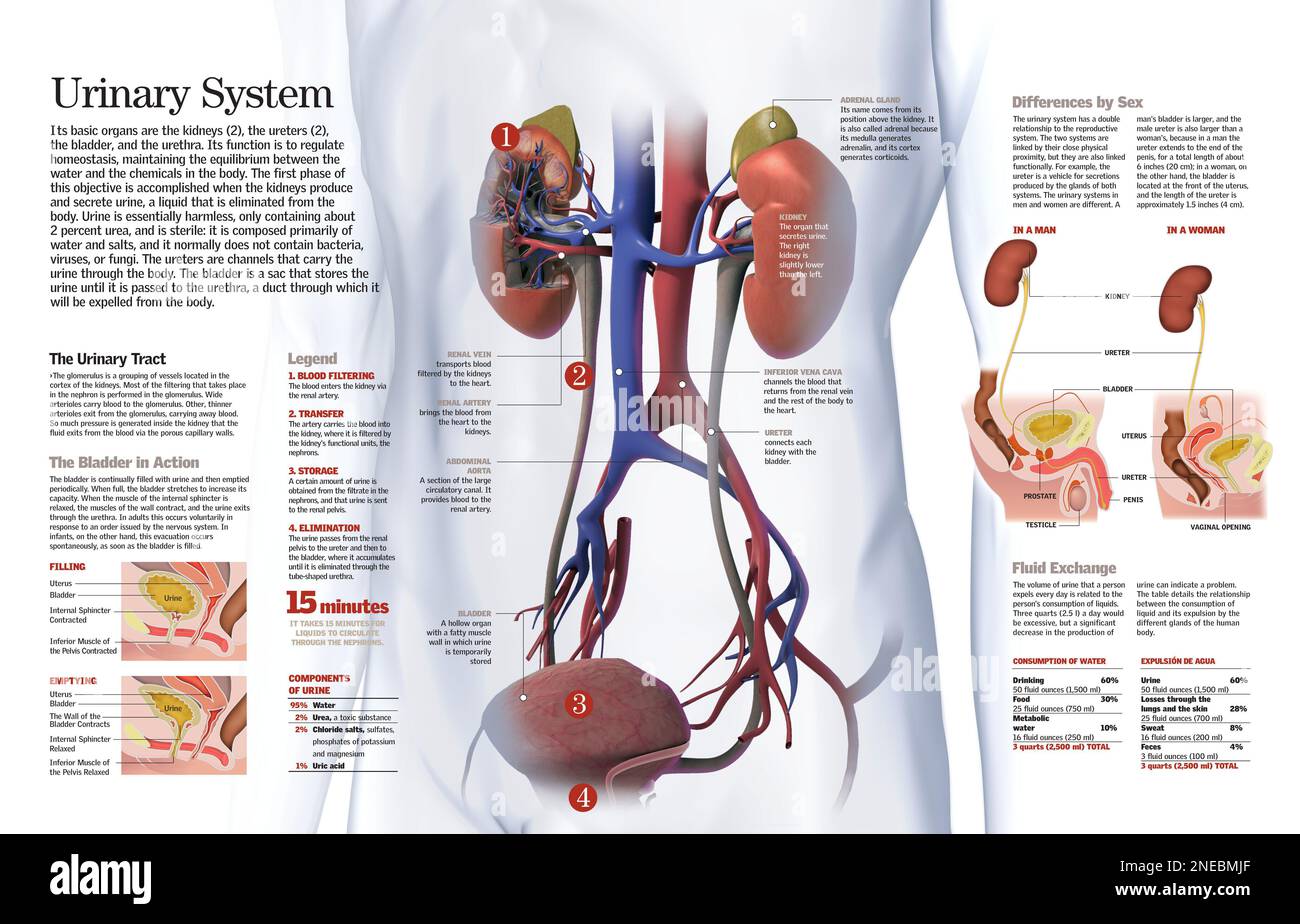 Infographic of the organs involved in the urinary system (kidneys ...