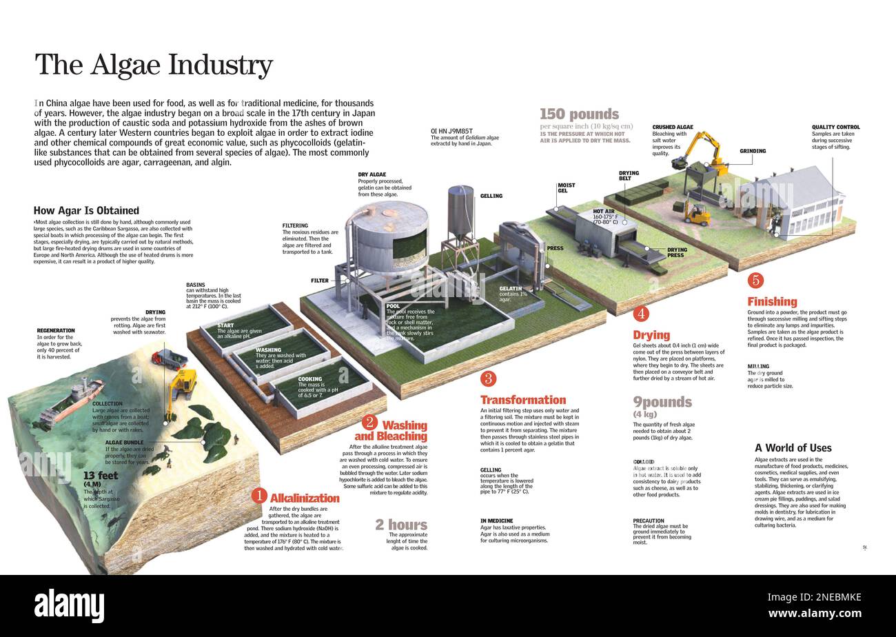Infographic of the industrial process of commercialization of algae. [QuarkXPress (.qxp ...
