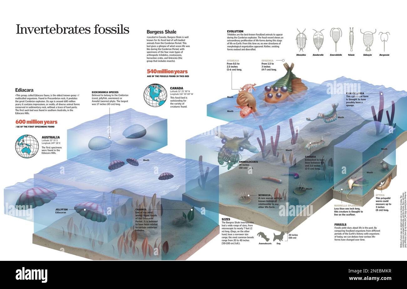 Infographics of findings invertebrate fossils of the Cambrian period at ...