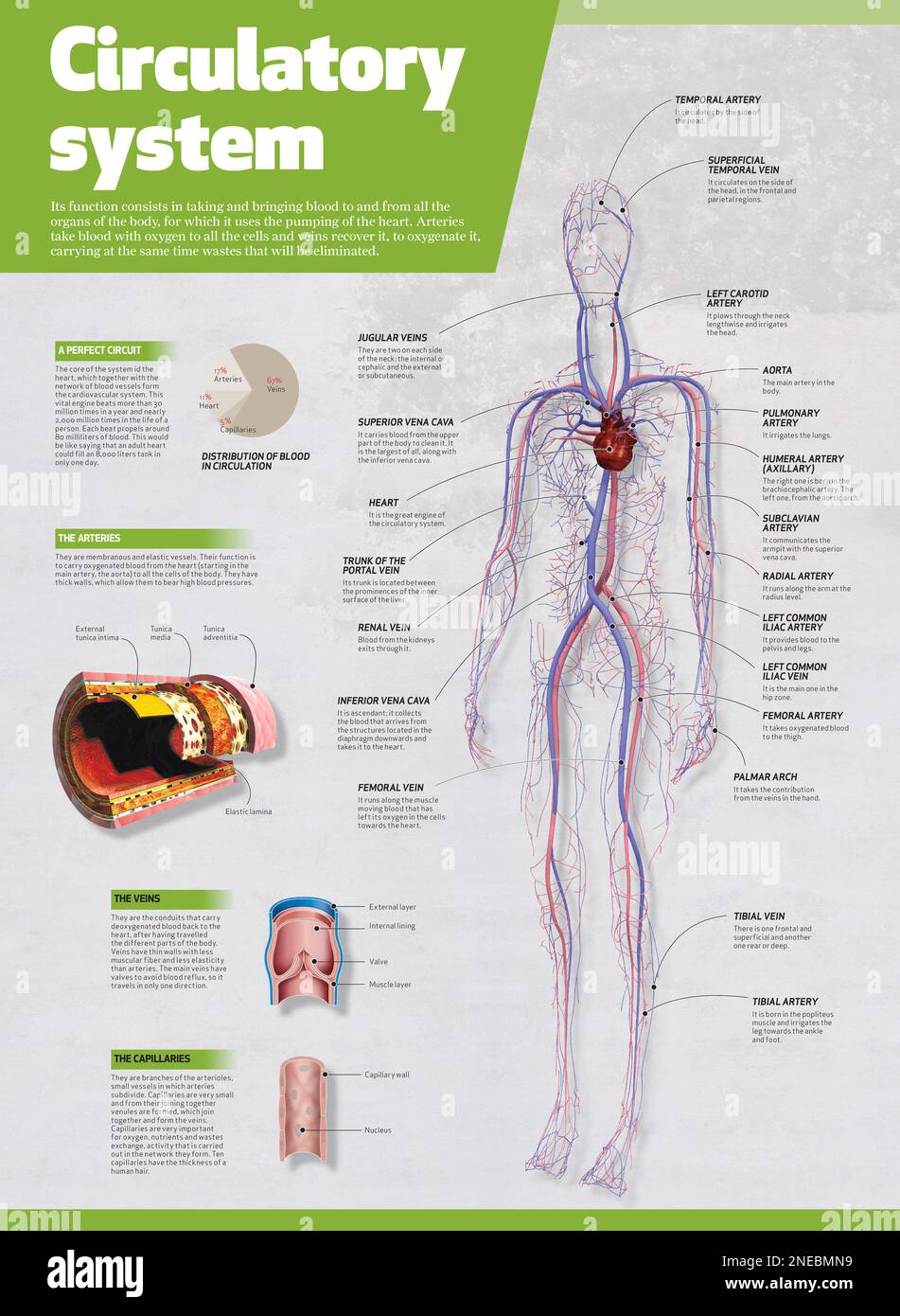 Infographic human circulatory system hi-res stock photography and ...