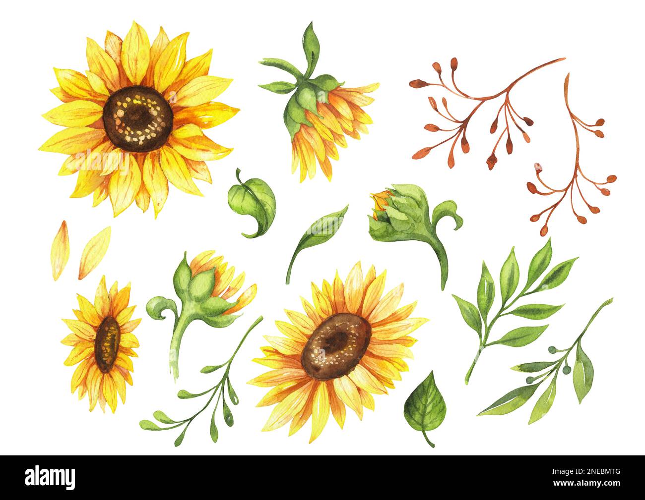 set of watercolor flowers elements sunflowers Stock Photo - Alamy