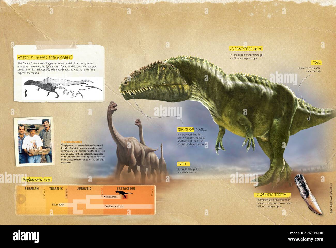 Carnivorous Dinosaurs Size Chart