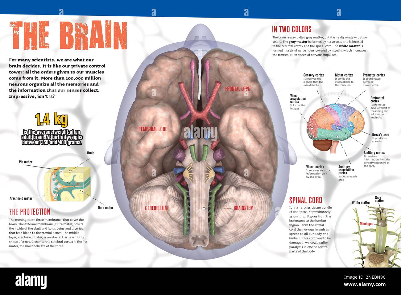 Infographic of the brain. [Adobe InDesign (.indd); 4960x3307] Stock ...