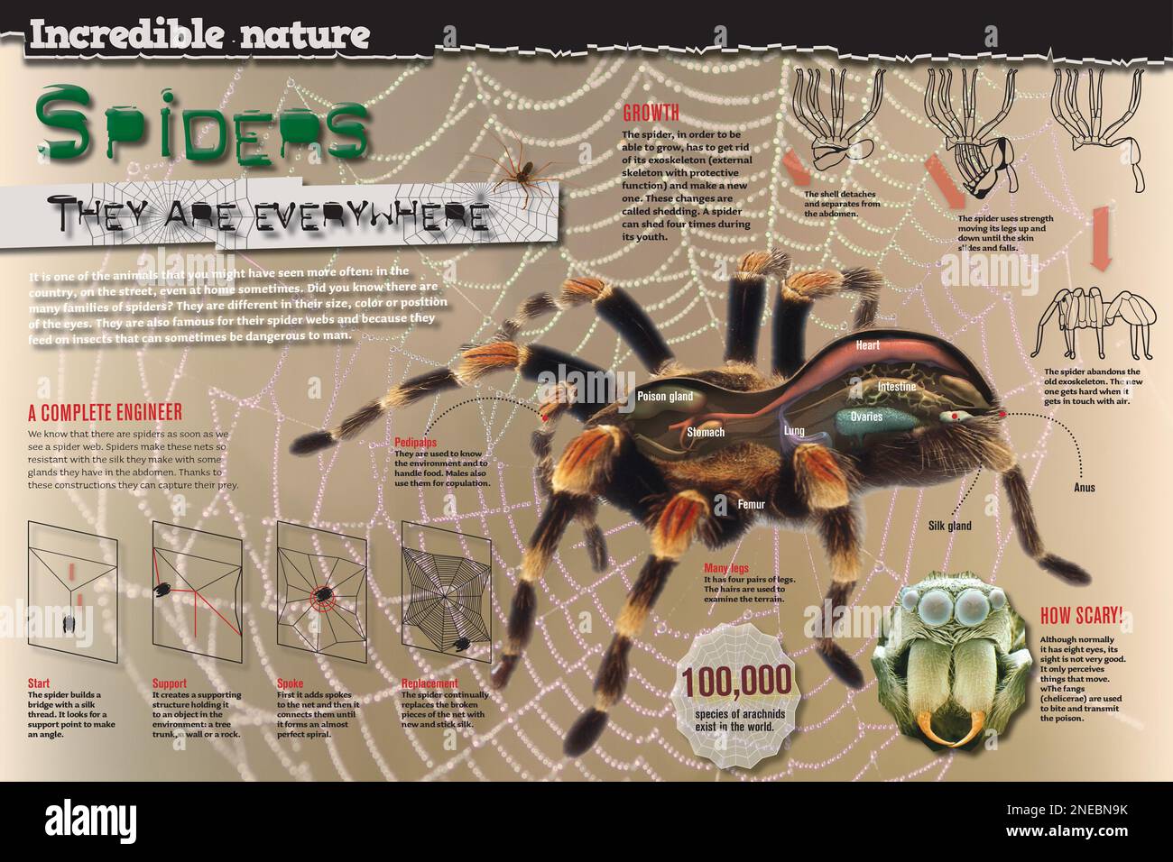 Infographic on the anatomy and diet of spiders and how they spin their ...