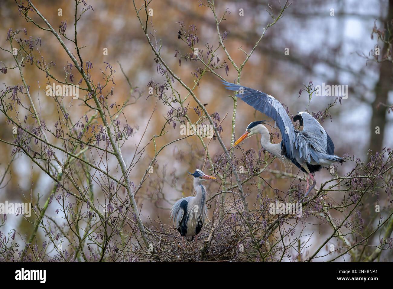 A nest-building couple of Grey Herons (ardea cinerea) build their large ...