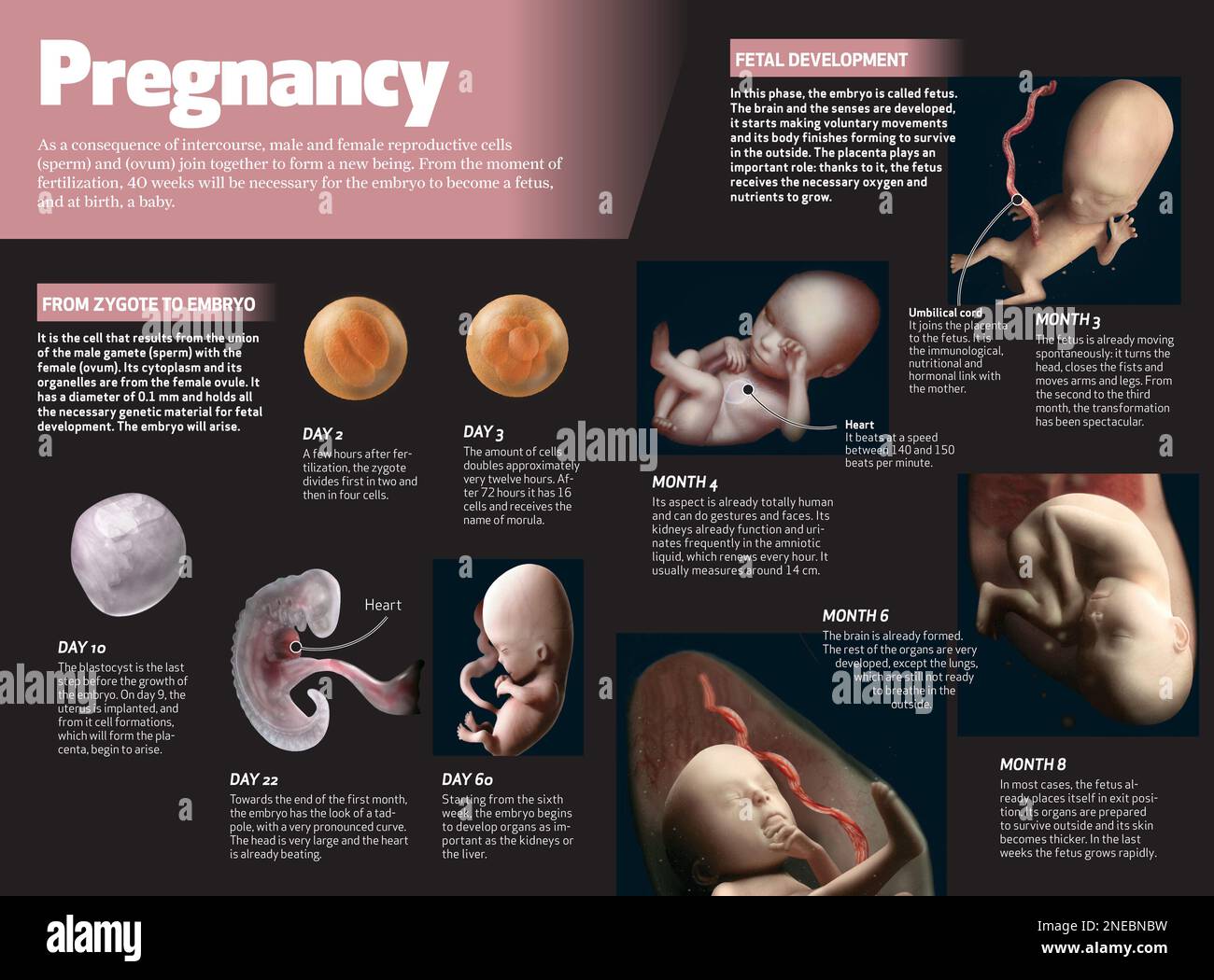 Infography on pregnancy. [Adobe InDesign (.indd); 4795x3543] Stock ...