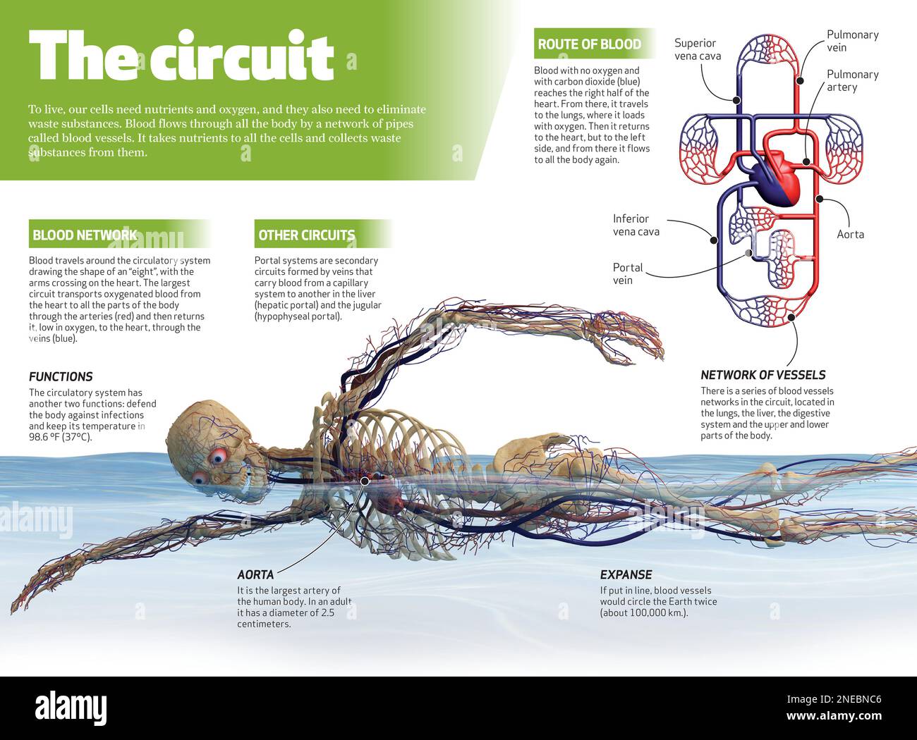 Infography on the circulatory system. Detail of the blood flow. [Adobe ...