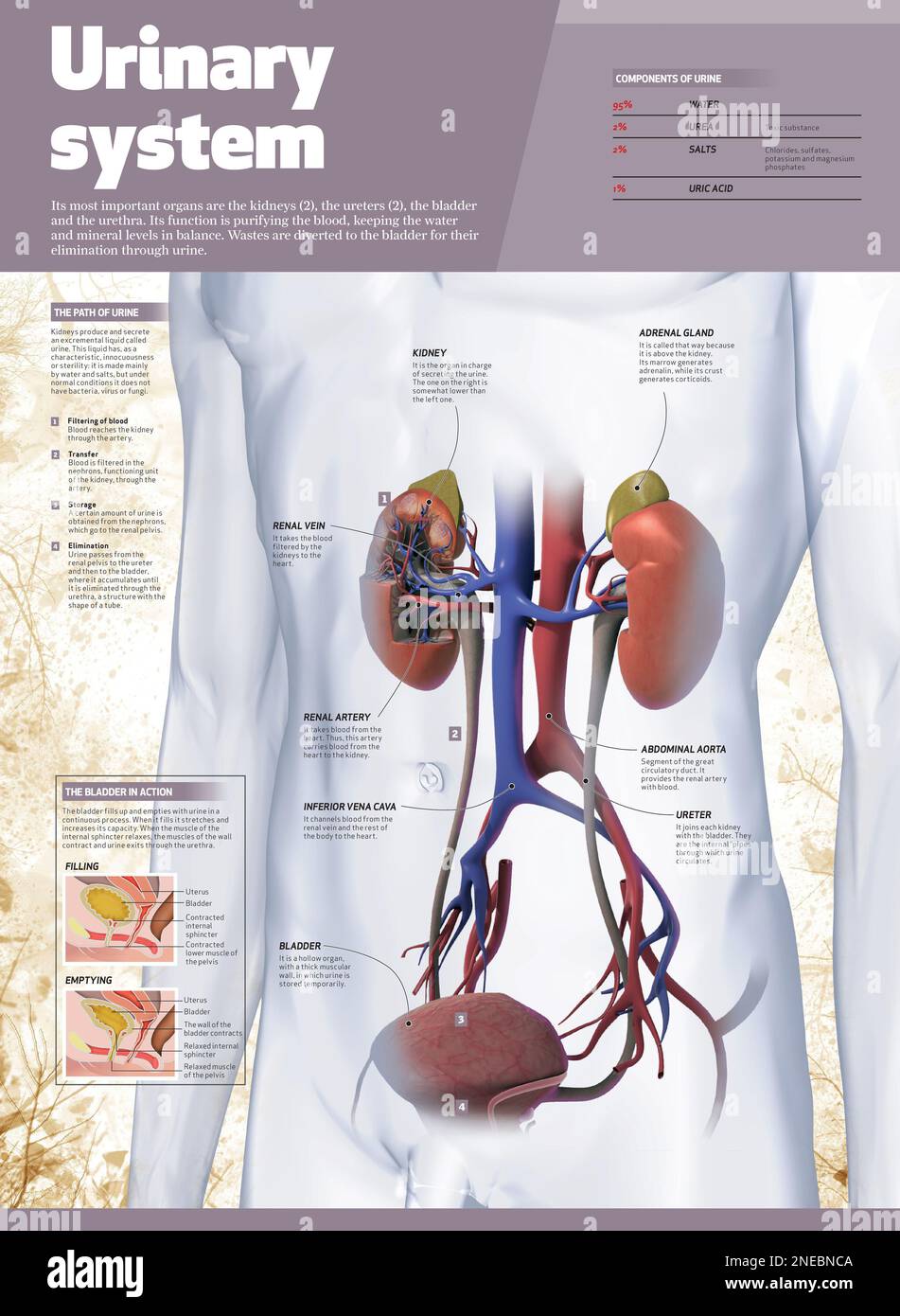 Infography on the human urinary system. [Adobe InDesign (.indd ...