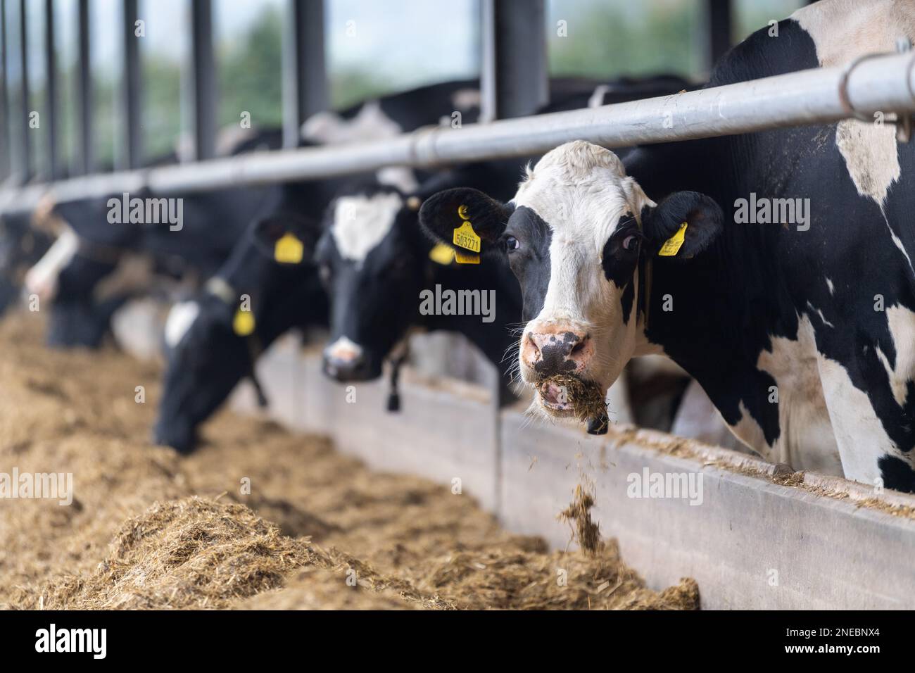 Housed Dairy cattle eating a grass based total mix ration, Cumbria, UK ...