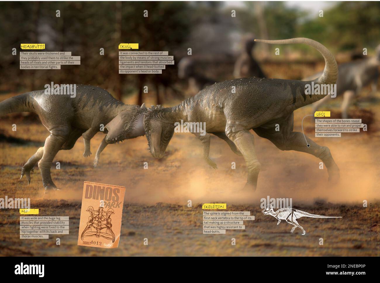 Infographics about some physical characteristics of the pachycefalosaurus, herbivorous dinosaurs ...