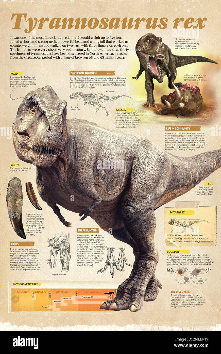 Infographic about the Tyrannosaurus rex, a fierce land predator that ...