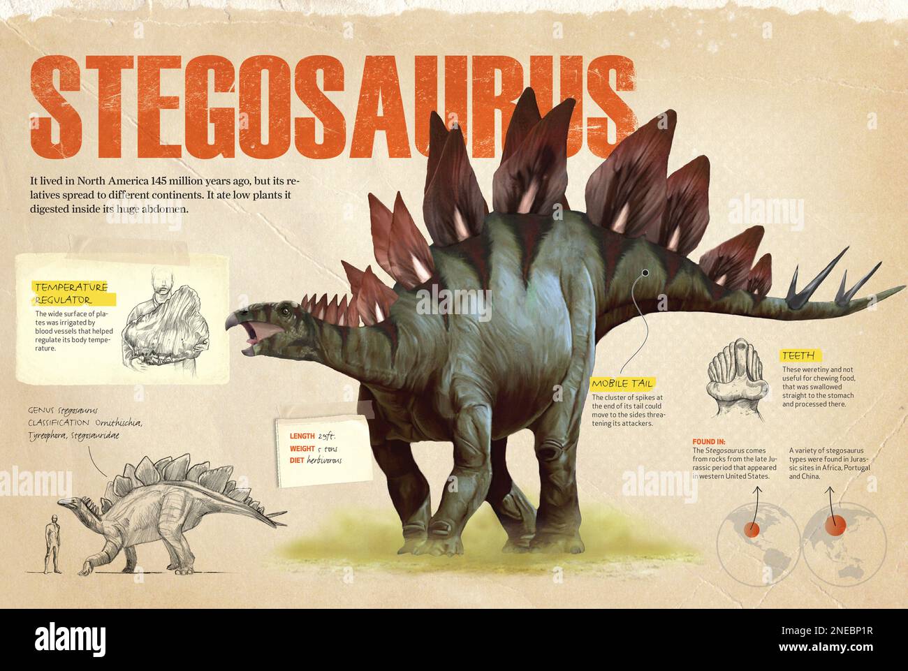 Stegosaurus anatomy hi-res stock photography and images - Alamy