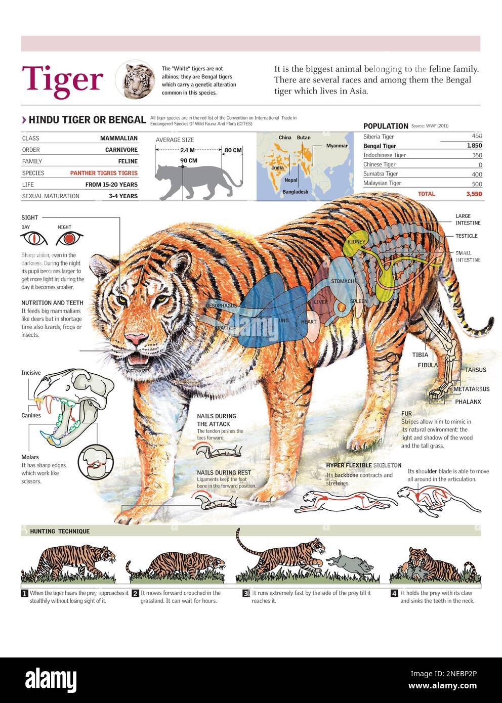 Anatomy Of A Tiger At Brianna Rocher Blog Anatomy Of A Tiger At Brianna Rocher Blog