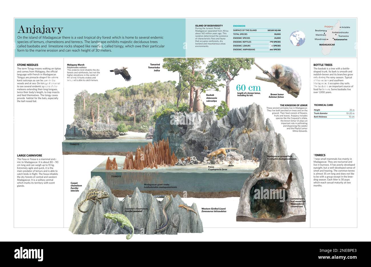 Infographic of the ecosystem of the tropical dry forest of Anjajavy on ...