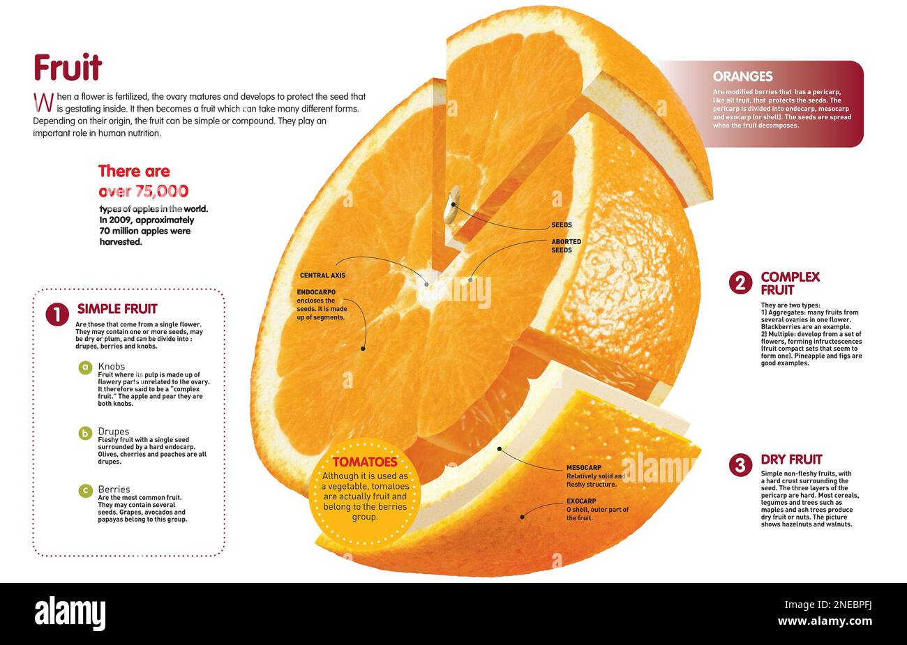 Infographic about the fruits, about how they are formed, and the types ...