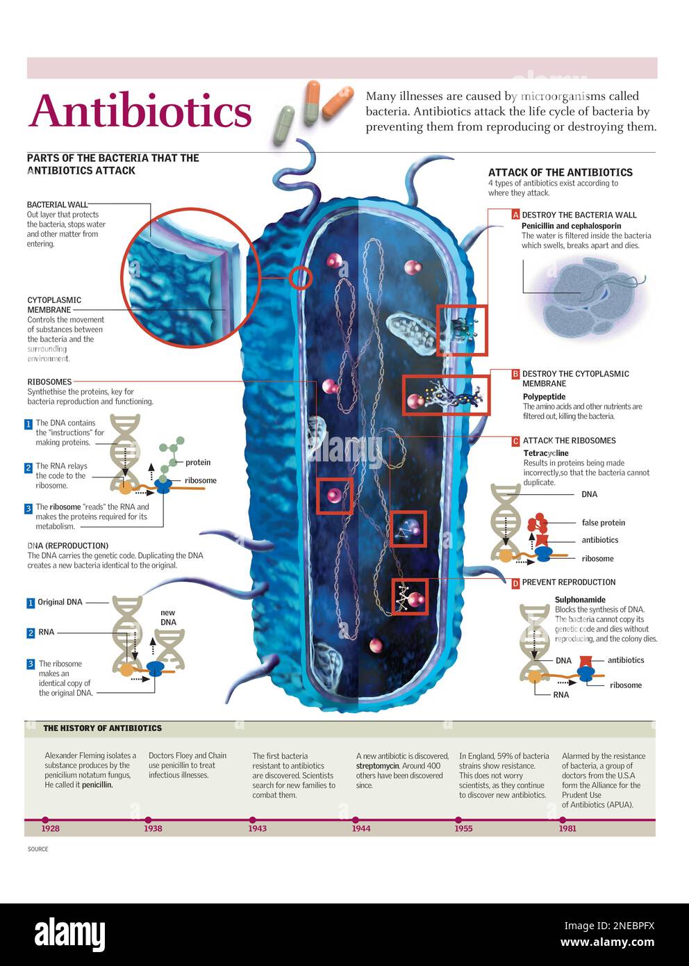Infographic on the effect of antibiotics on bacteria. [Adobe ...