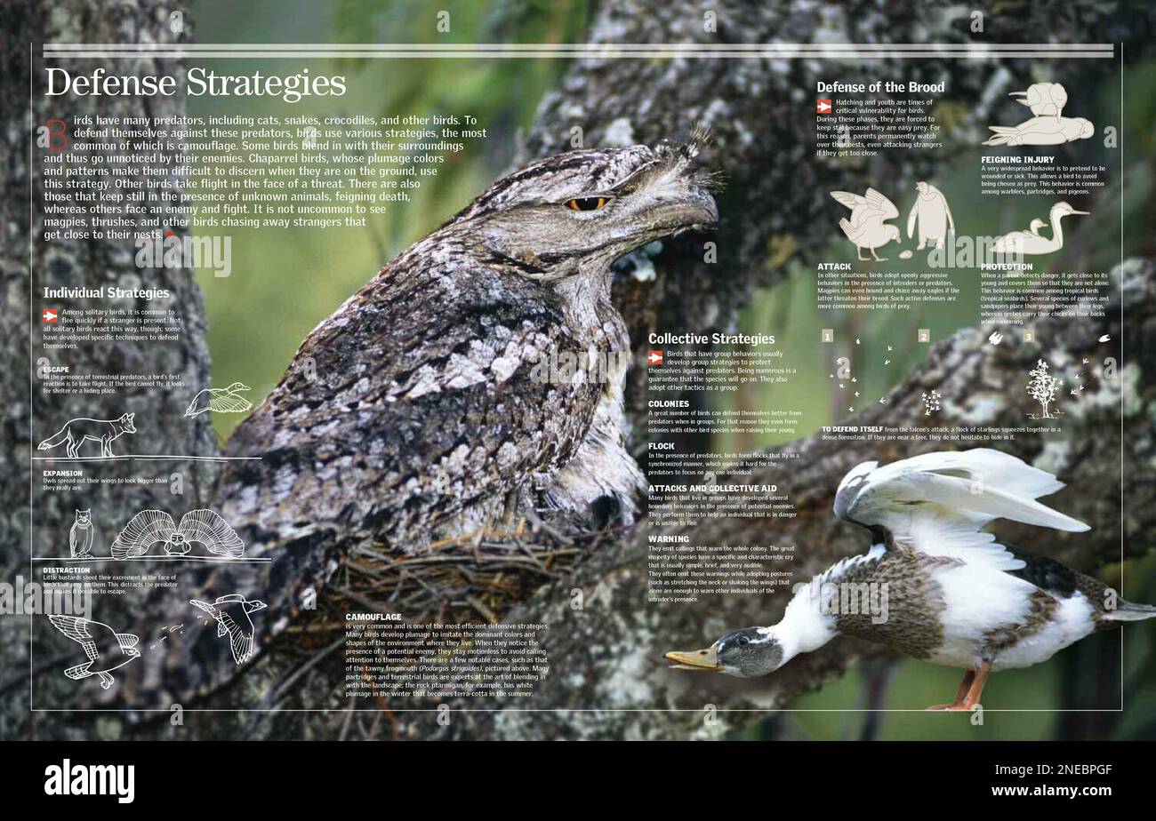 Infographic on methods of defense of the birds against predators ...
