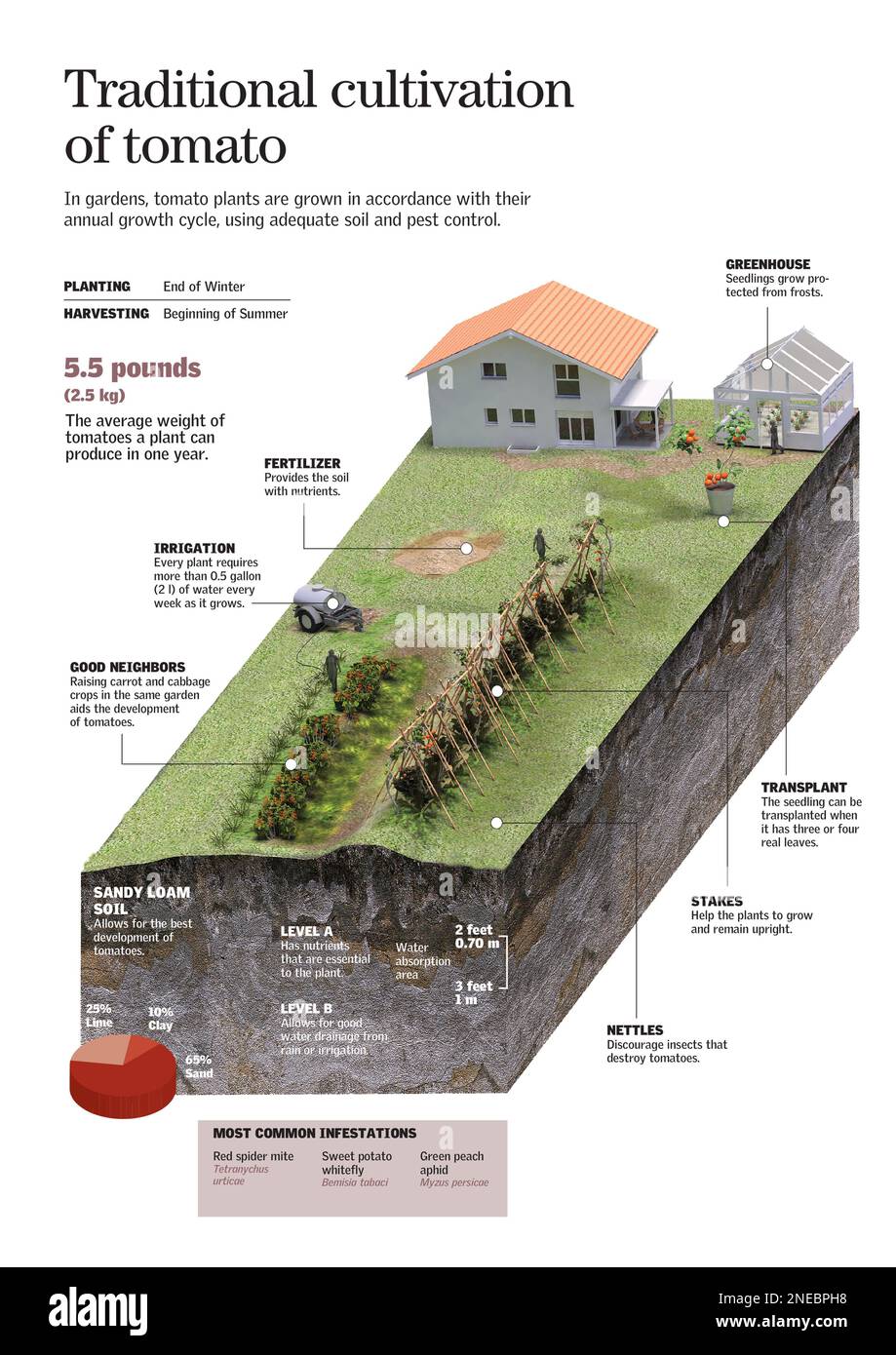 Infographic about the traditional method for growing tomatoes. [Adobe ...