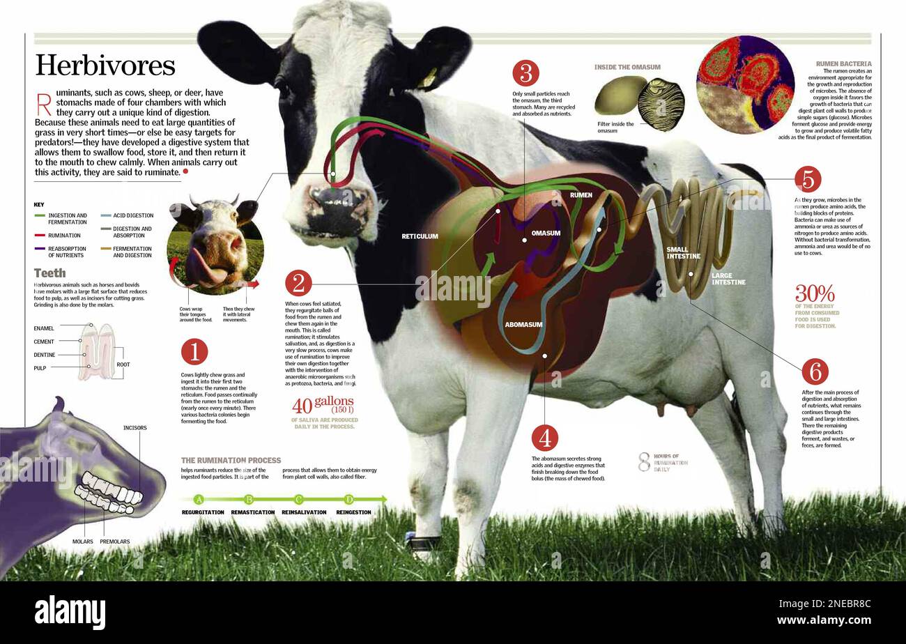 Cow Digestive System